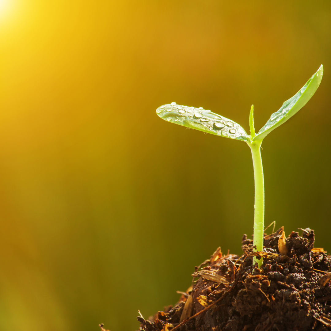 The Power of a Seed: Lessons in Patience and Optimism – Clover + Cotton Co